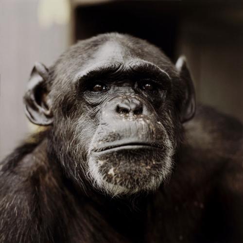 chimp index